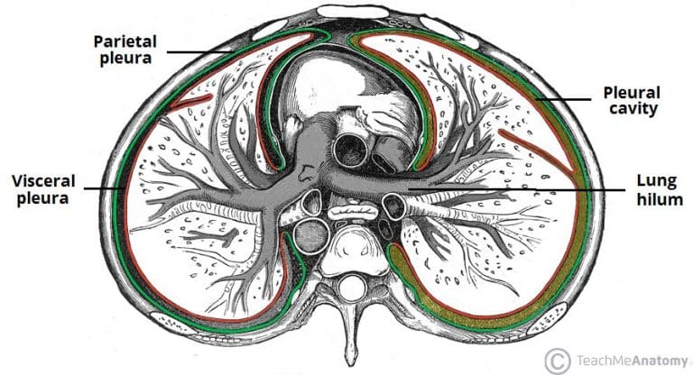 Lung Anatomy | Structure, Vasculature & Nerve Supply - TeachMeAnatomy