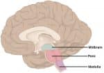 The Medulla Oblongata - Internal Structure - Vasculature - TeachMeAnatomy