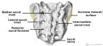 Sacrum Anatomy: Structure, Surfaces, Muscles, and Clinical Notes for ...