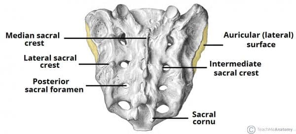 Sacrum Anatomy: Structure, Surfaces, Muscles, and Clinical Notes for ...