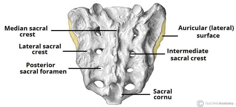 Sacrum Anatomy: Structure, Surfaces, Muscles, and Clinical Notes for ...