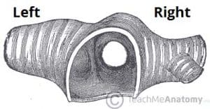 The Tracheobronchial Tree - Trachea - Bronchi - TeachMeAnatomy