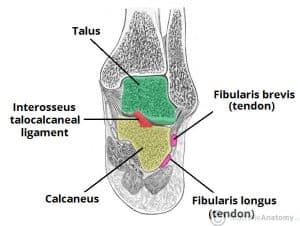 The Subtalar Joint - Ligaments - Neurovascular - TeachMeAnatomy