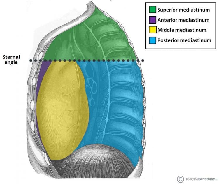The Superior Mediastinum - Borders - Contents - TeachMeAnatomy