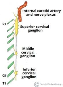 Head Nerves | Sympathetic, Parasympathetic and Sensory – TeachMeAnatomy