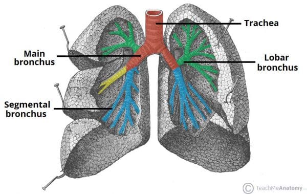 Thoracic Organs | Thymus, Mammary Glands, Lungs, Airways and Pleura ...