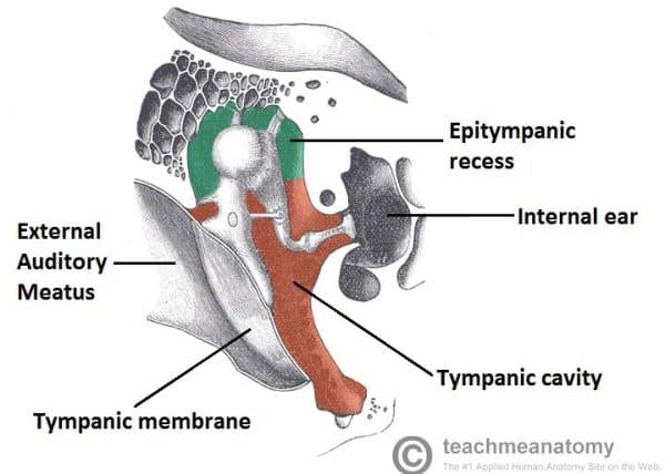The Middle Ear - Parts - Bones - Muscles - TeachMeAnatomy