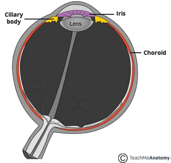 Head Organs | Ear, Eye, Nose, Sinuses, Salivary Glands and Oral Cavity ...