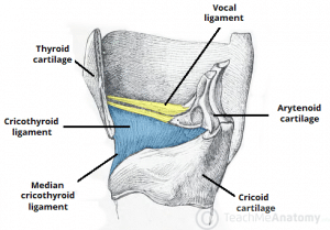 Laryngeal Ligaments and Folds - Vocal - Vestibular - TeachMeAnatomy