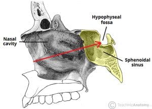 The Paranasal Sinuses - Structure - Function - TeachMeAnatomy