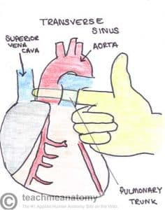 Surfaces and Borders of the Heart - TeachMeAnatomy