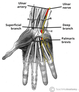 The Ulnar Nerve - Course - Motor - Sensory - TeachMeAnatomy
