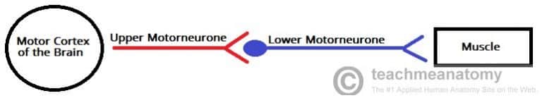 The Descending Tracts - Pyramidal - TeachMeAnatomy