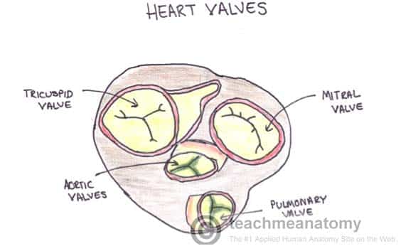 The Valves of the Heart - TeachMeAnatomy