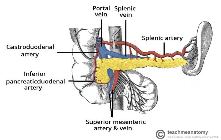 Accessory Abdominal Organs | Liver, Gallbladder, Pancreas, Spleen ...