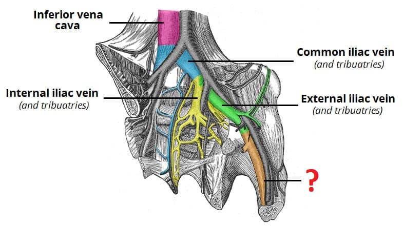The Pelvic Veins - External - Internal - Common Iliac - TeachMeAnatomy