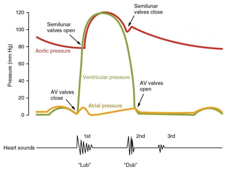 The Cardiac Cycle - Pressures in The Heart - TeachMePhysiology